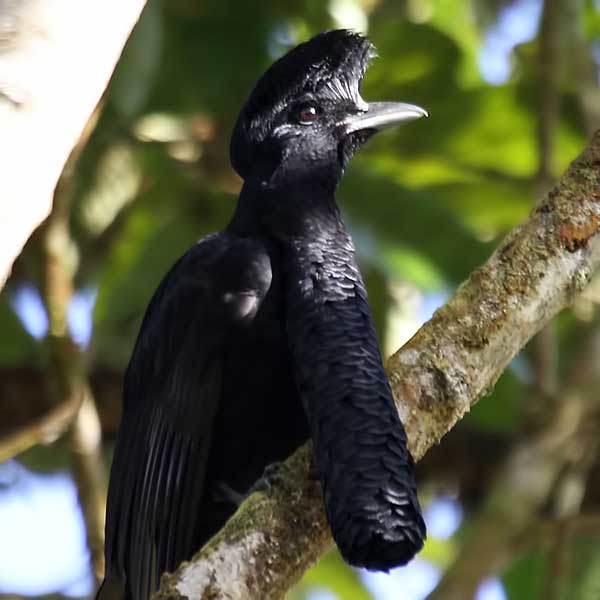 Long-wattled Umbrellabird Photos - 10,000 Birds