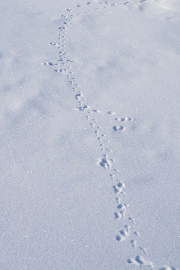 Thank a lemming - 10,000 Birds