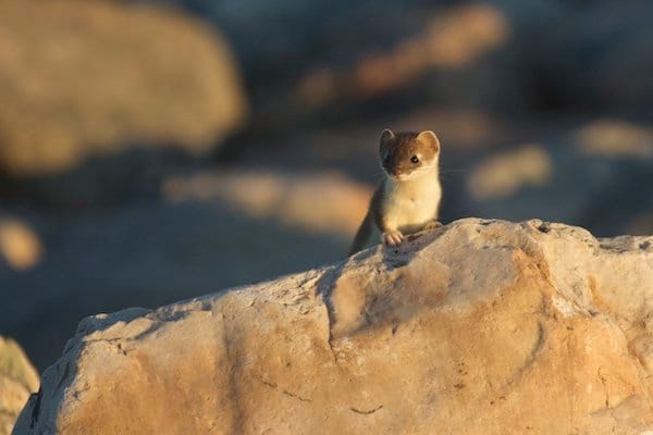 Thank a lemming - 10,000 Birds