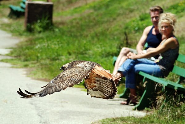Patch: An Urban Red-tailed Hawk (4 of 4) - 10,000 Birds