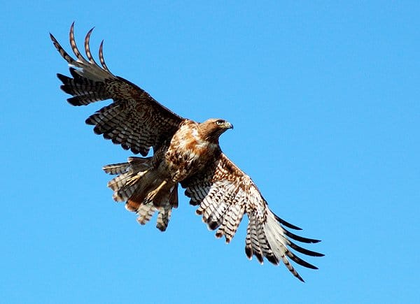 Patch: An Urban Red-tailed Hawk (4 of 4) - 10,000 Birds