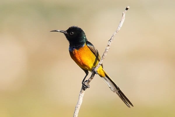 South Africa’s endemic birds - 10,000 Birds