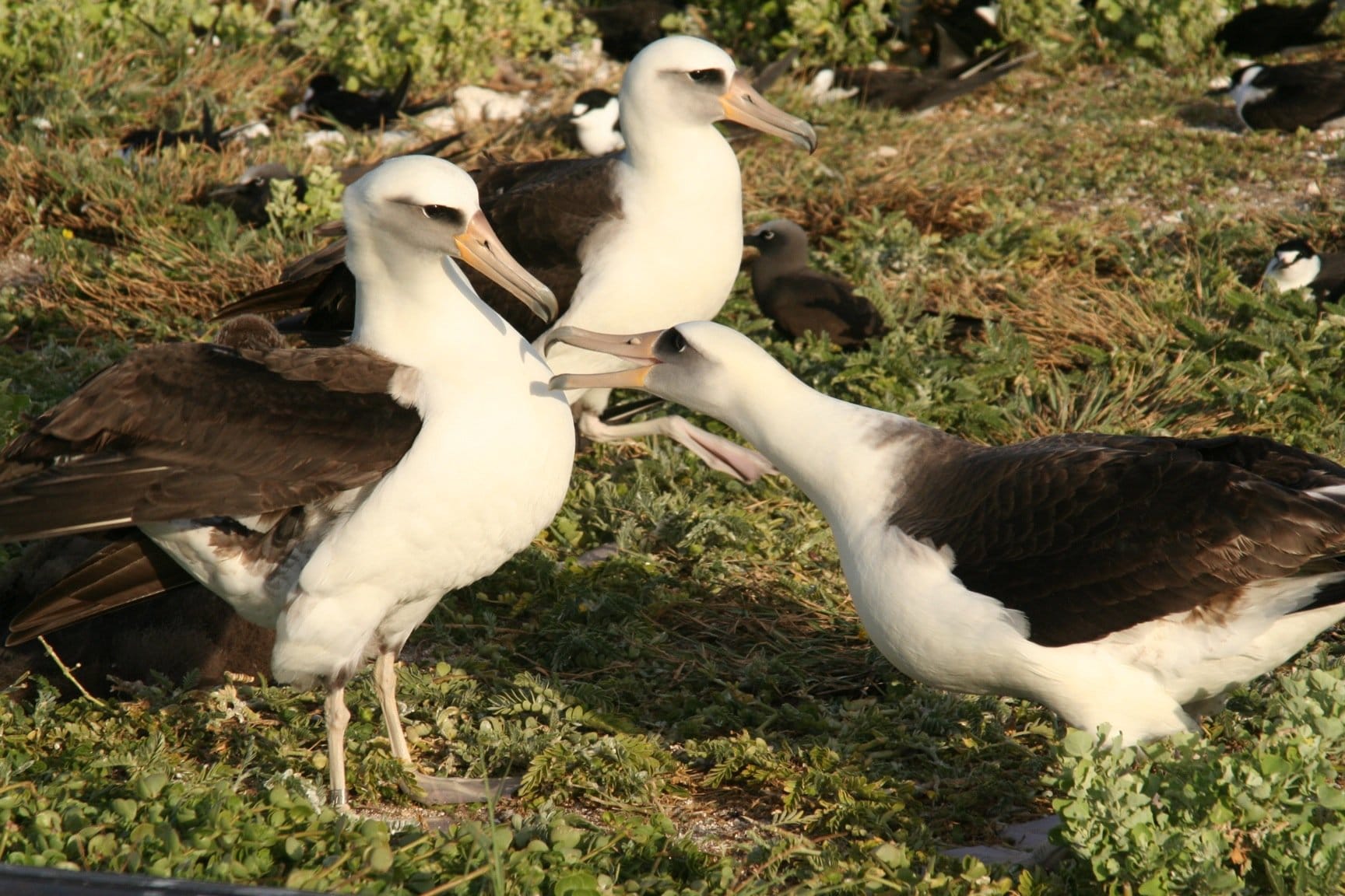 Laysan Albatrosses - 10,000 Birds