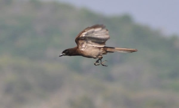 What is a Jay? - 10,000 Birds