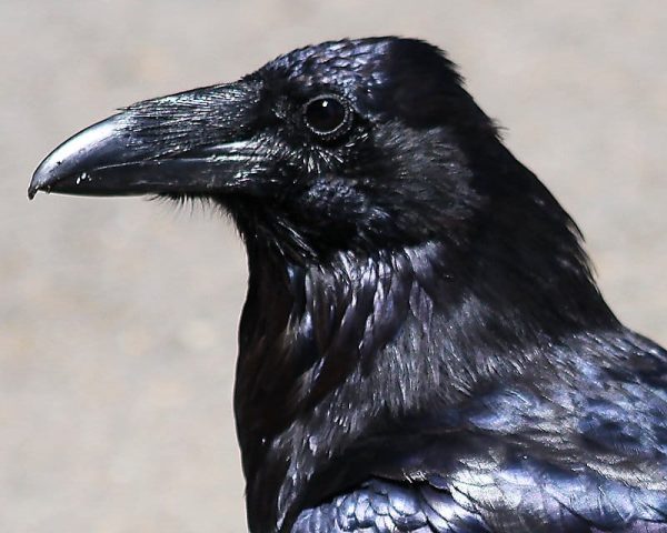 What is a Raven? - 10,000 Birds