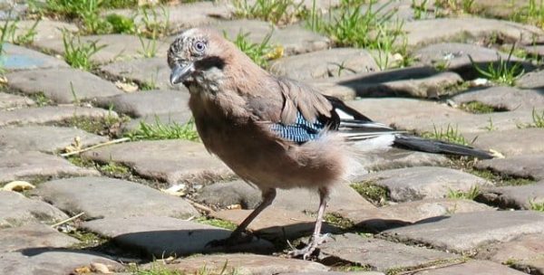 What is a Jay? - 10,000 Birds