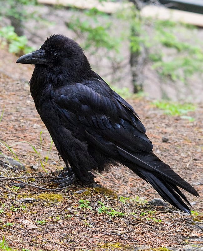 What is a Raven? - 10,000 Birds
