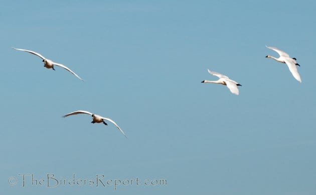 Tundra Swans In The California Central Valley - 10,000 Birds