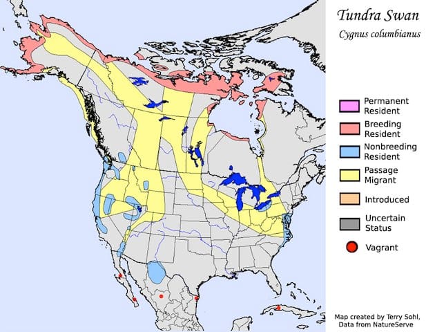 Tundra Swans In The California Central Valley - 10,000 Birds