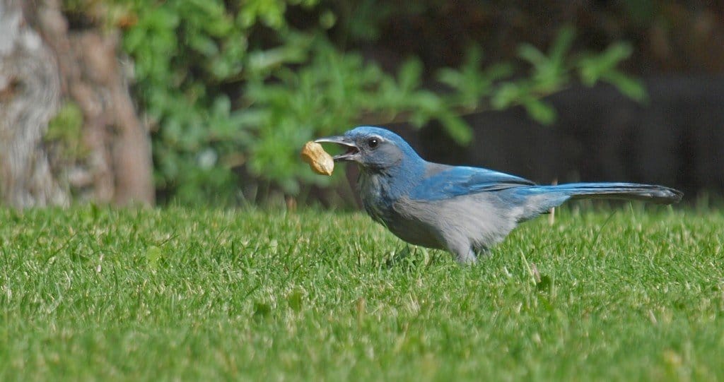What is a Jay? - 10,000 Birds