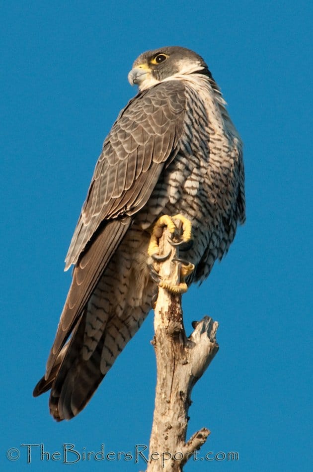 Peregrine Falcons at the National Wildlife Refuges - 10,000 Birds