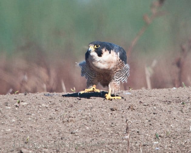 Peregrine Falcons at the National Wildlife Refuges - 10,000 Birds
