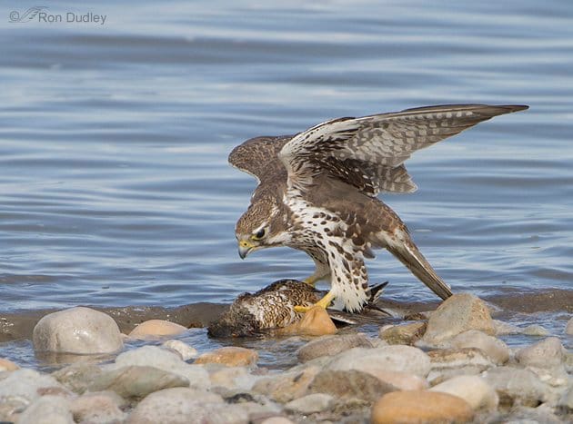 Prairie Falcon Attack on a Northern Shoveler - 10,000 Birds