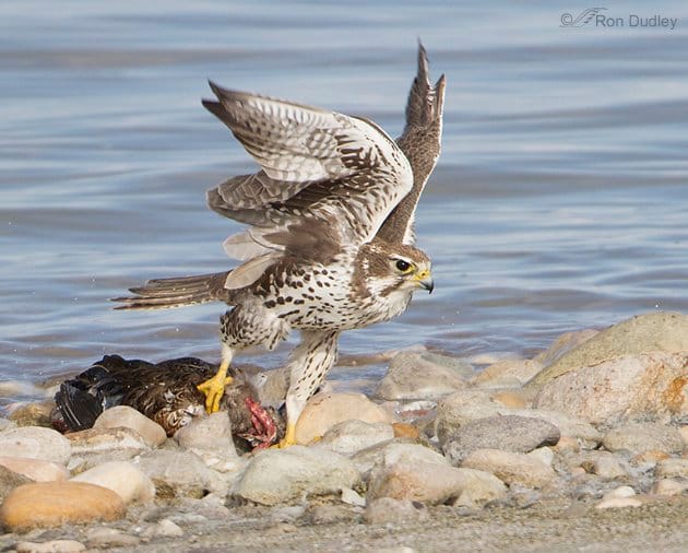Prairie Falcon Attack on a Northern Shoveler - 10,000 Birds