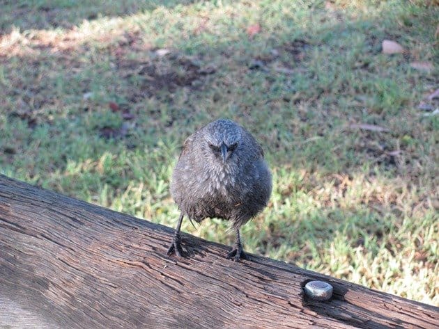 Apostlebirds - 10,000 Birds