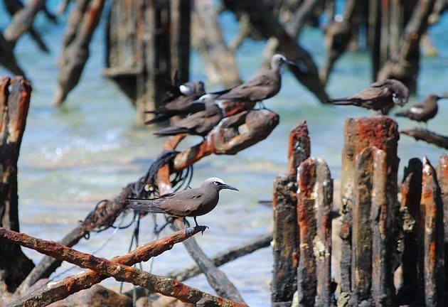The Dry Tortugas: A Must for Birders - 10,000 Birds