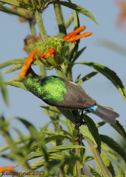 Southern Double-collared Sunbird - 10,000 Birds