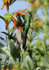 Southern Double-collared Sunbird - 10,000 Birds