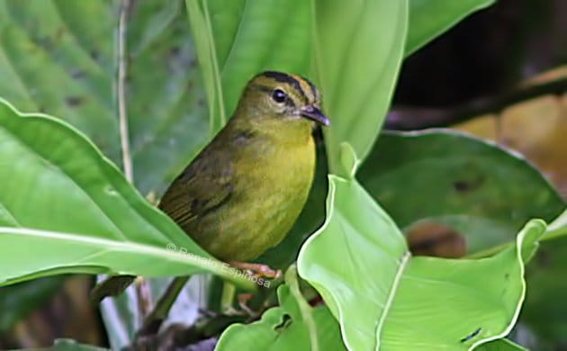 Road to La Union for Choco Endemics - 10,000 Birds