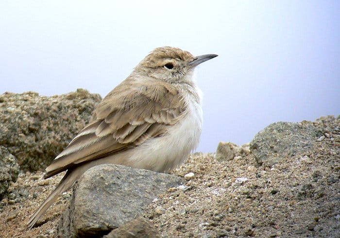 The Birds of Peru’s Coastal Desert - 10,000 Birds