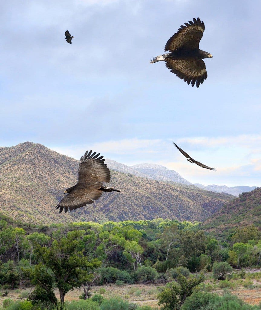 What is a Black Hawk? - 10,000 Birds