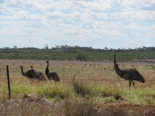 Emus and fences - 10,000 Birds