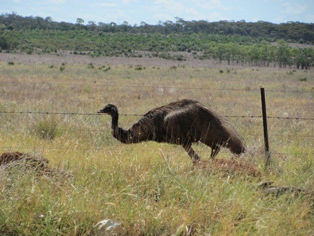 Emus and fences - 10,000 Birds