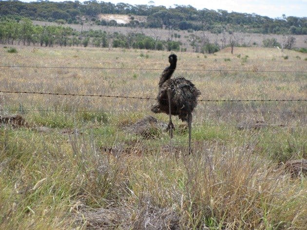 Emus and fences - 10,000 Birds