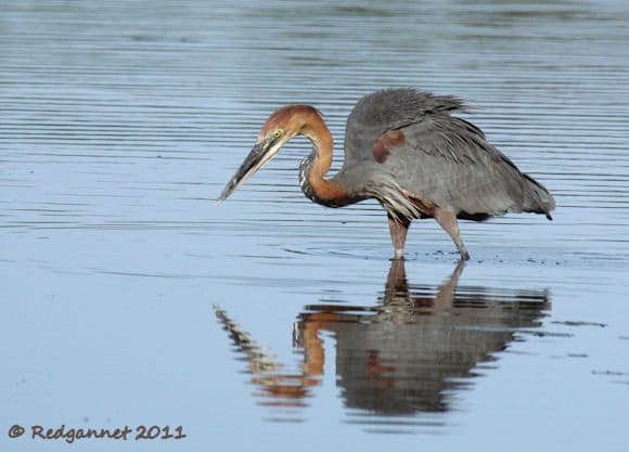 What is a Heron? - 10,000 Birds