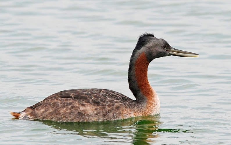 The Great Grebe Photo Challenge - 10,000 Birds