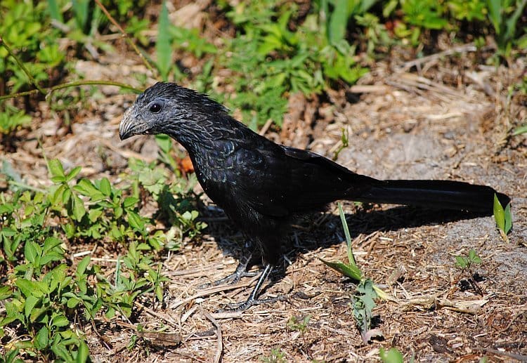 The Fate of the Florida Anis - 10,000 Birds