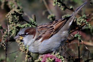 World Sparrow Day 2013 - 10,000 Birds