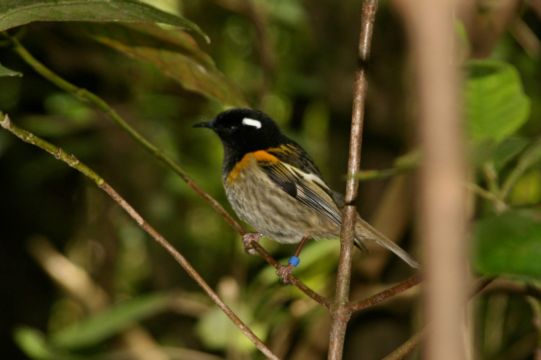 Stichbirds, New Zealand’s Surprising Family - 10,000 Birds