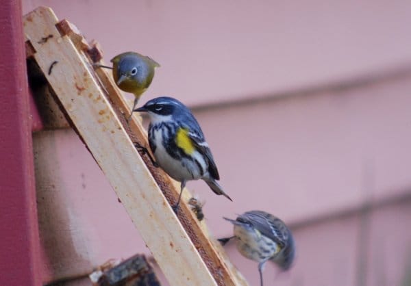 Can An Early Arriving Spring Bird Survive Late Snow? - 10,000 Birds