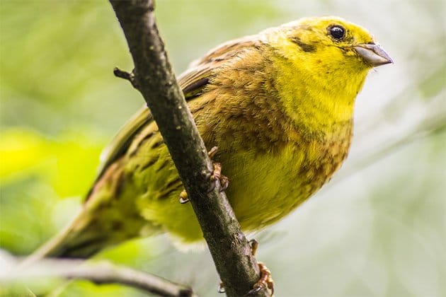 Yellowhammer Dialects Project - 10,000 Birds