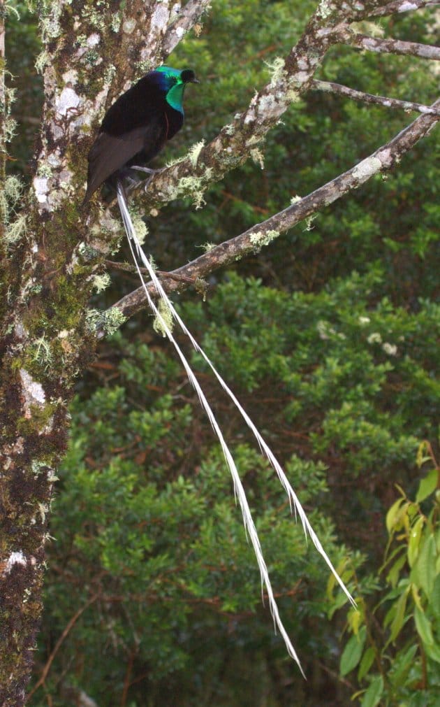 Africa’s remarkable long tailed birds - 10,000 Birds