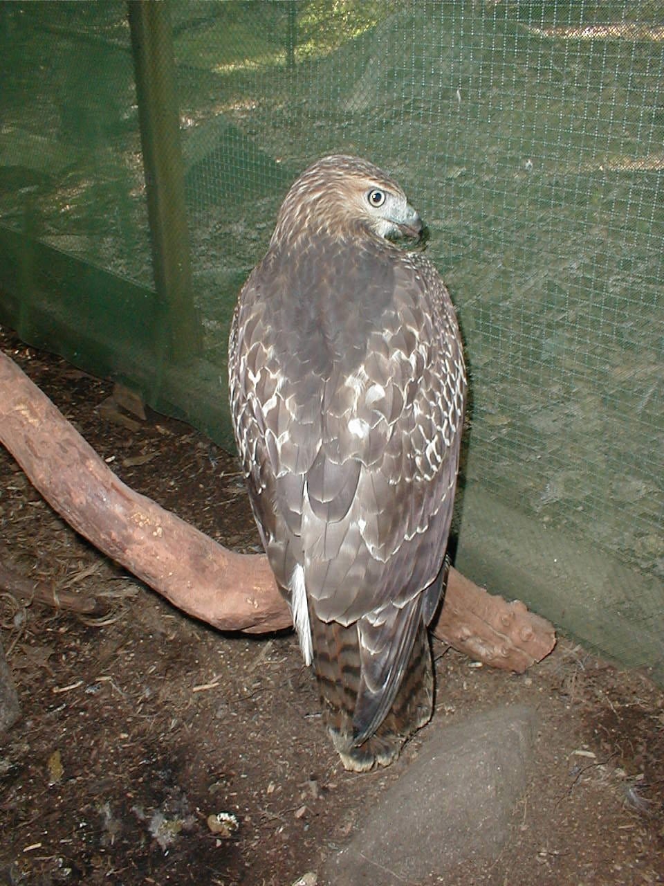 Those Freakin’ Flat Flies - 10,000 Birds