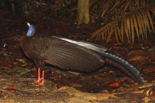 Africa’s remarkable long tailed birds - 10,000 Birds