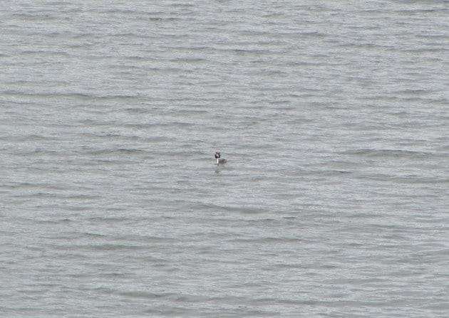 Harding Dam - 10,000 Birds