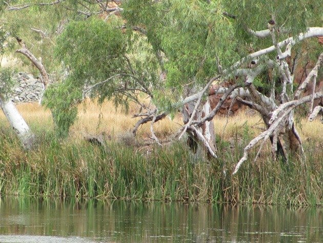Harding Dam - 10,000 Birds