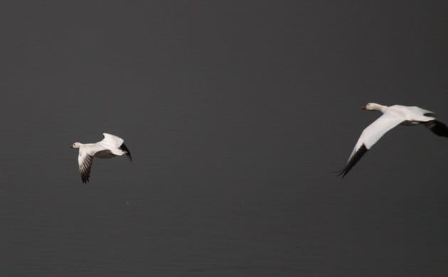 A Surprise Ross’s Goose in Queens - 10,000 Birds