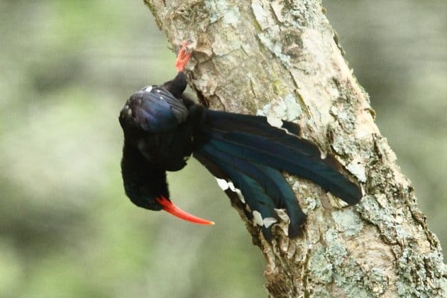 Africa’s remarkable long tailed birds - 10,000 Birds