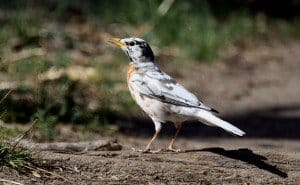 The White Robin of Alley Pond Park - 10,000 Birds
