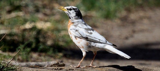 10,000 Birds The White Robin of Alley Pond Park - 10,000 Birds