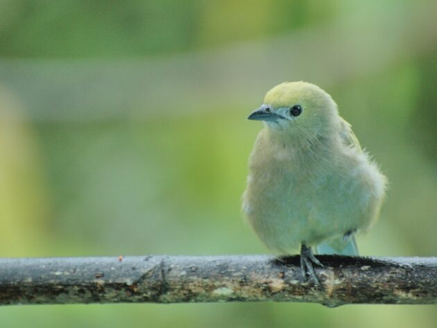 Business Birding Basics - 10,000 Birds