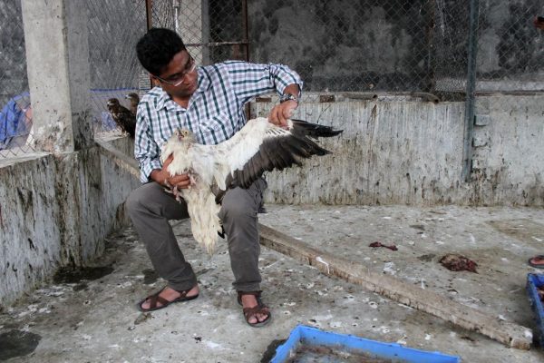 India’s Raptor Rescuers - 10,000 Birds