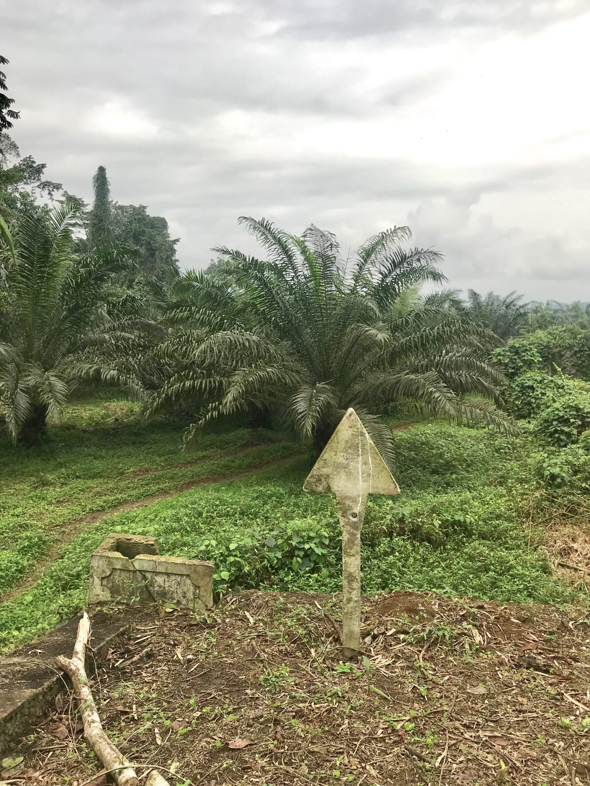 Looking for Lazarus - 10,000 Birds