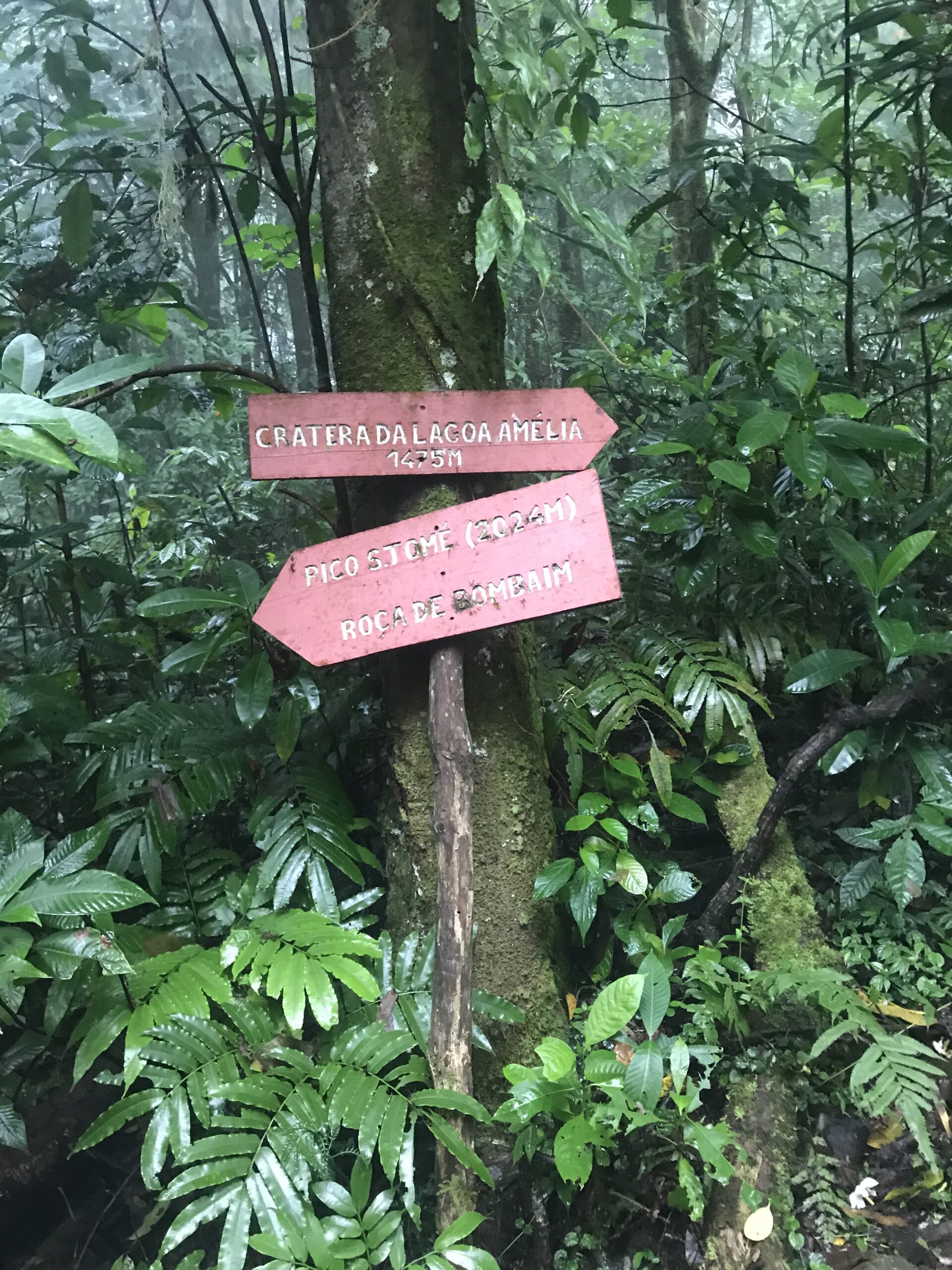 Looking for Lazarus - 10,000 Birds