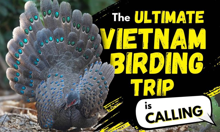 The Chemistry of Birds (6): Feather Coloration - 10,000 Birds