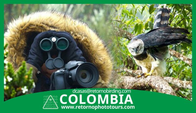 Species Spotlight: Painted Stork - 10,000 Birds